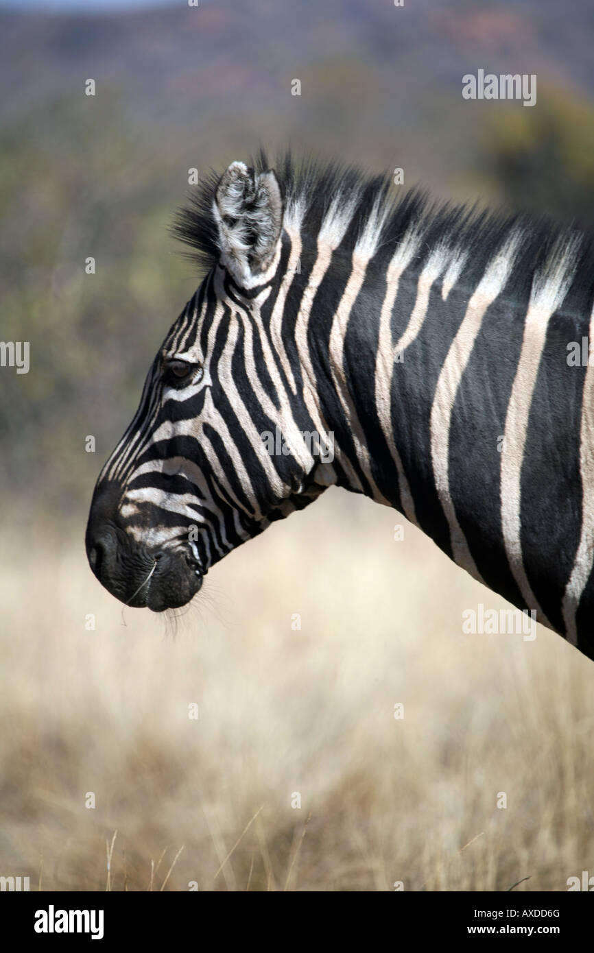 Head shot zebra side hi-res stock photography and images - Alamy