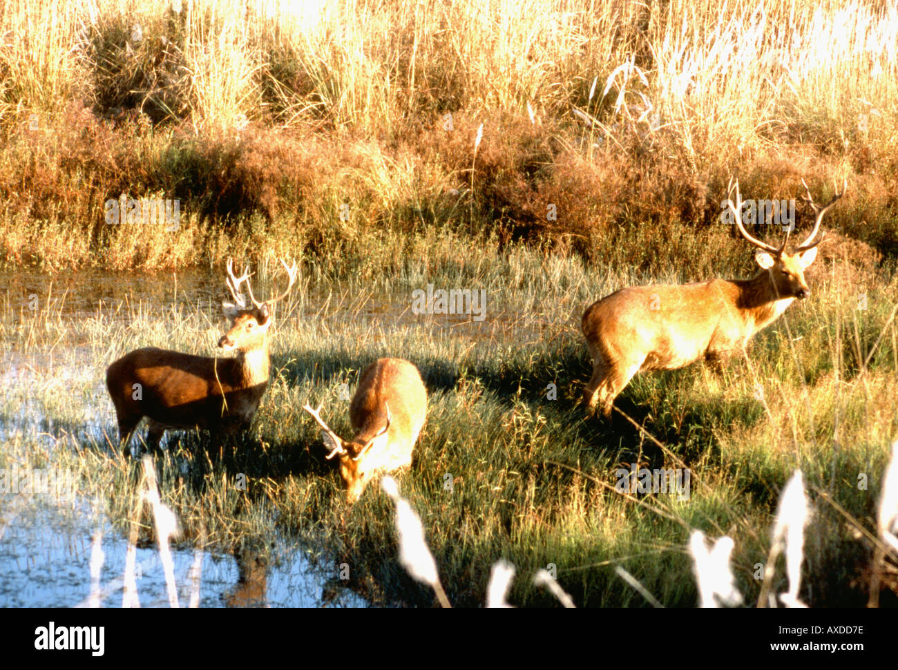 Barasingha kanha national park hi-res stock photography and images - Alamy
