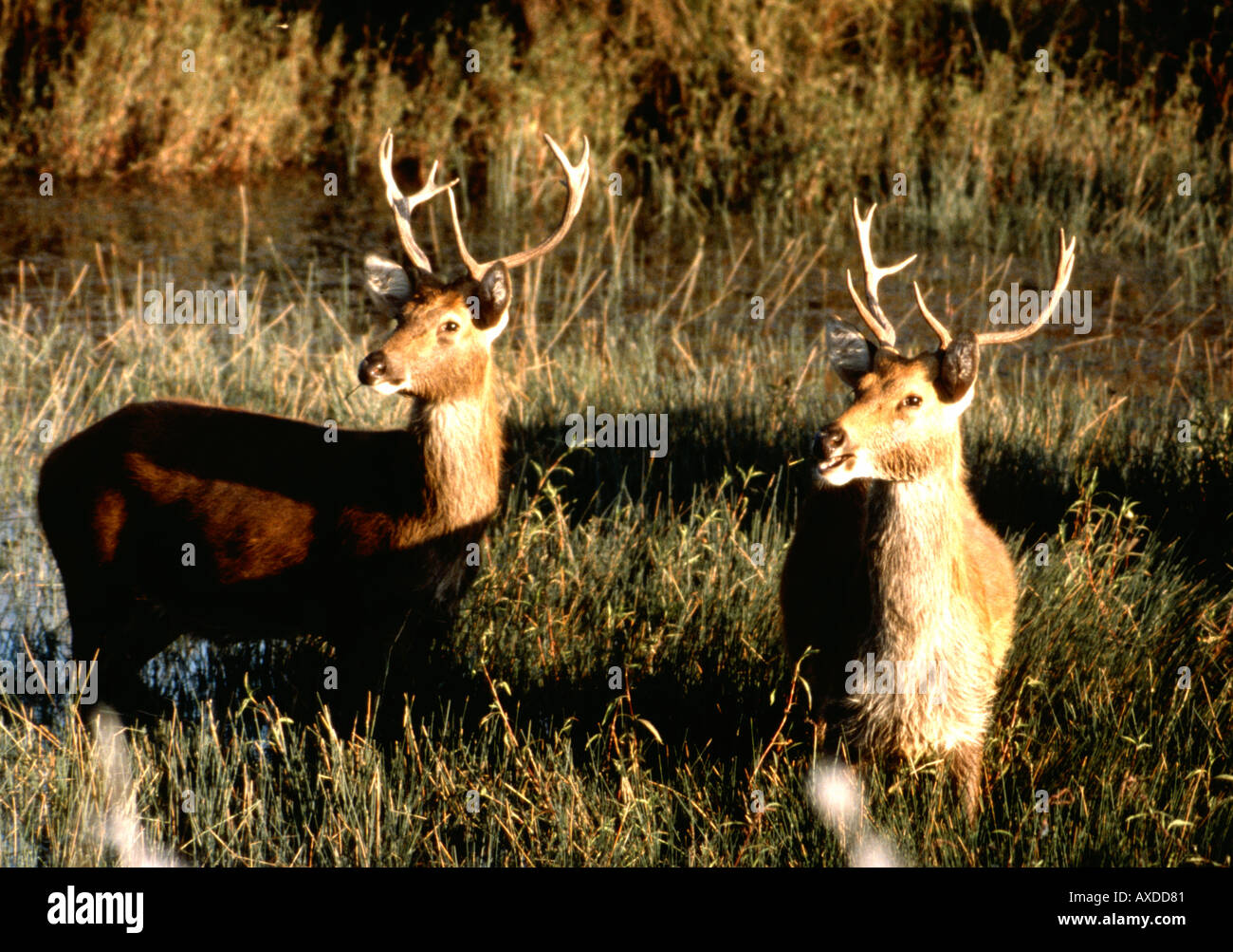 Barasingha madhya pradesh hi-res stock photography and images - Alamy