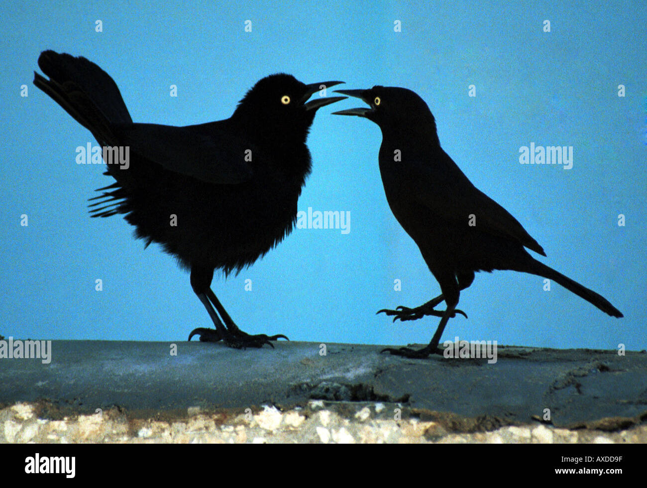 Blackbirds fighting hi-res stock photography and images - Alamy