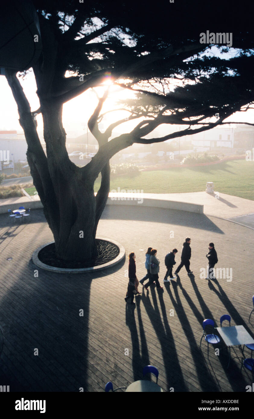 Beautiful tree shadow and late afternoon light in a New Zealand ...