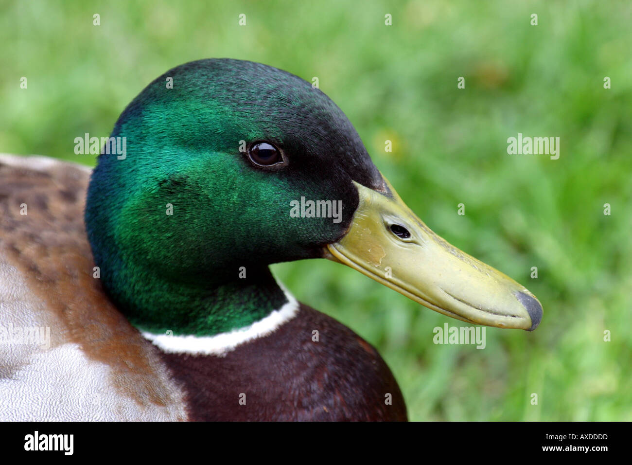 Portrait of male mallard head Stock Photo - Alamy