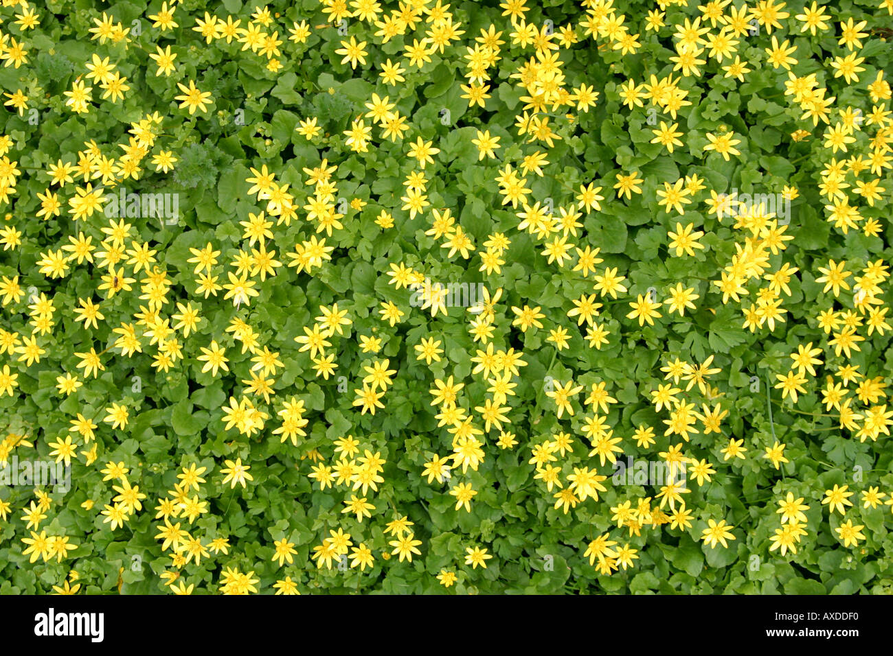 Celandine texture hi-res stock photography and images - Alamy