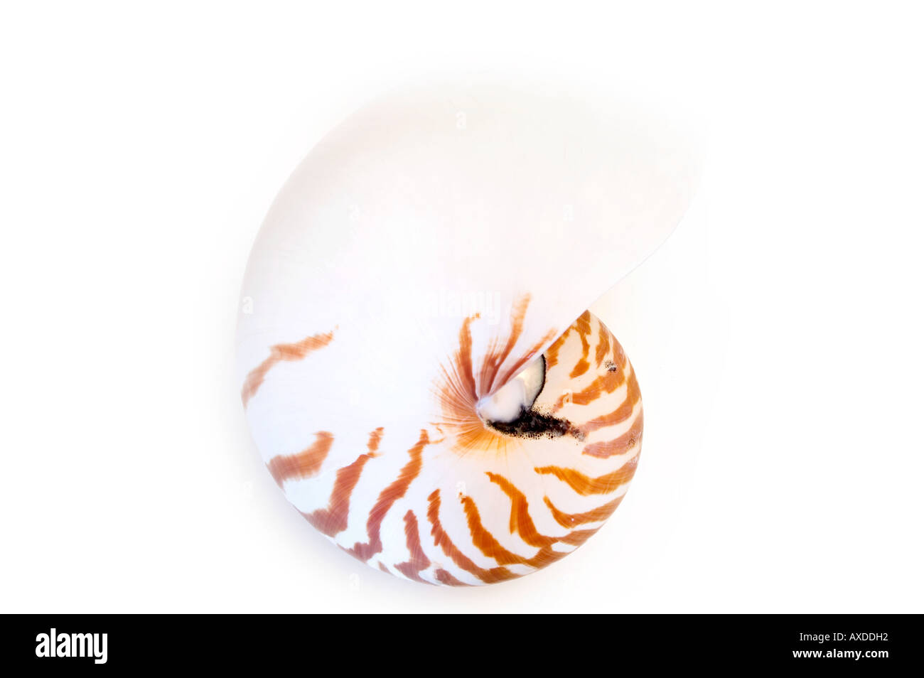 shell white background Stock Photo - Alamy
