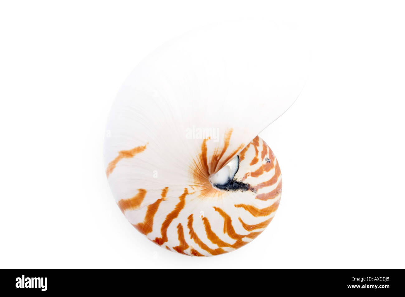 shell white background Stock Photo - Alamy