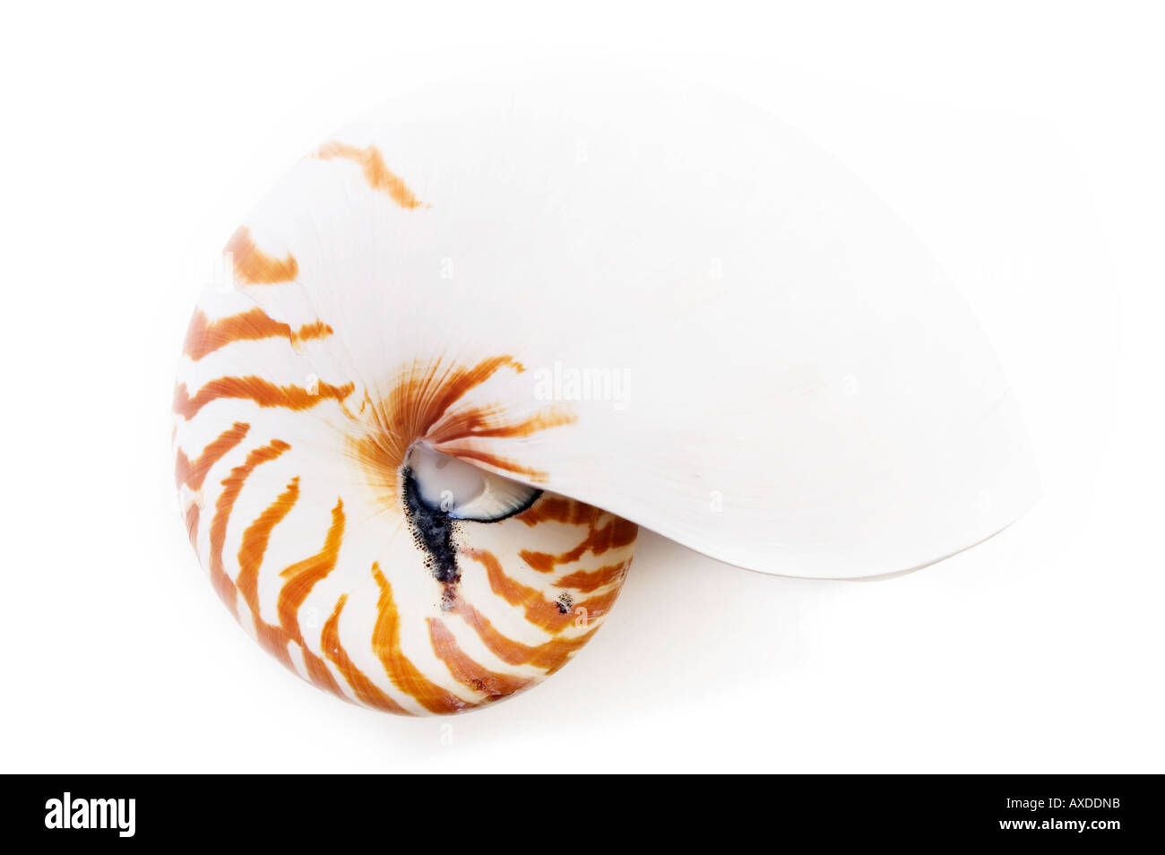 shell white background Stock Photo - Alamy