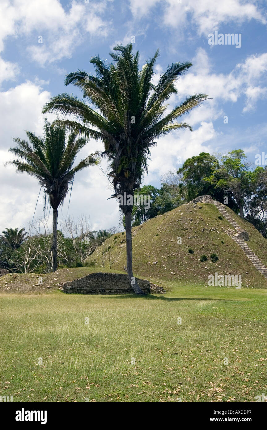 Two palms in front of soil pyramid of Maya ruin Altun Ha Belize Stock ...