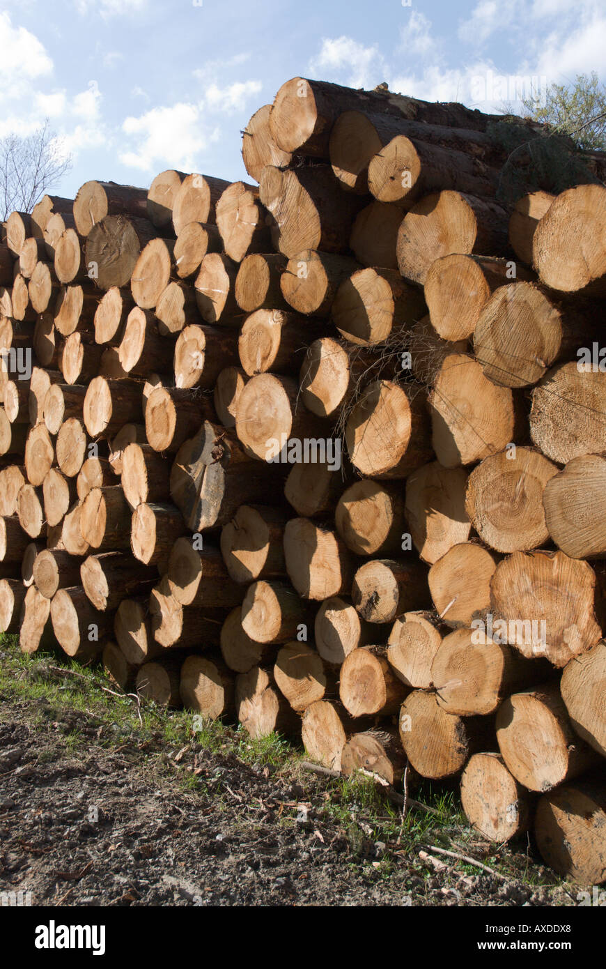 Forestry work and timber felling in Powys Stock Photo - Alamy