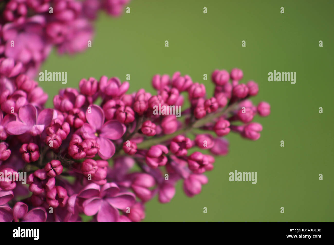 Budding flowers set hi-res stock photography and images - Alamy