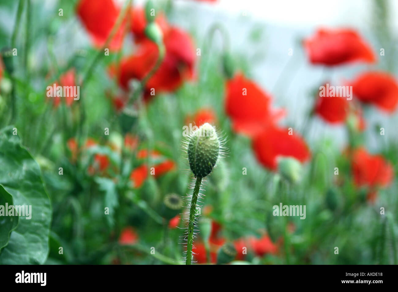 Budding green flower spikes hi-res stock photography and images - Alamy