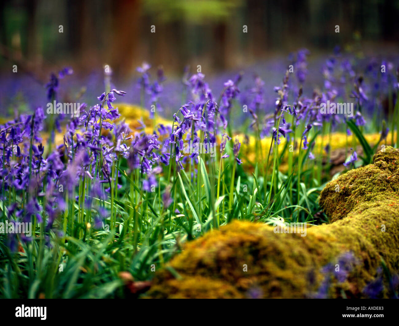 Bluebells micheldever wood in hampshire hi-res stock photography and ...