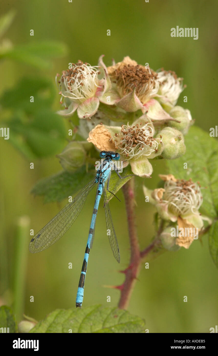 Blue damsel on flower hi-res stock photography and images - Alamy