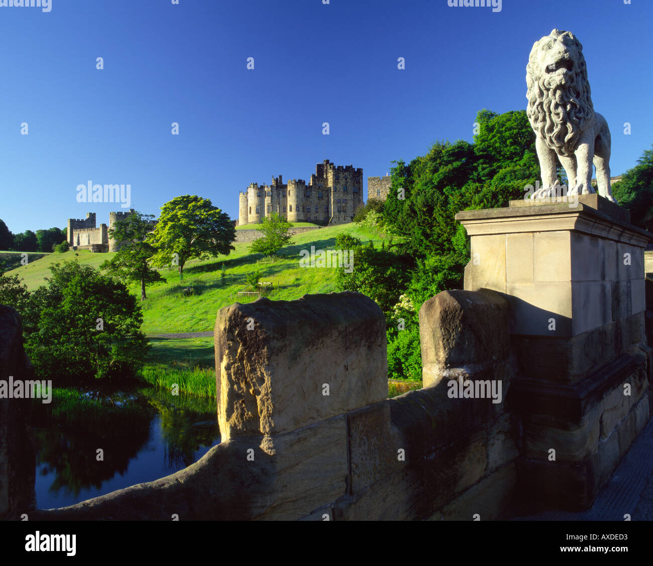 Percy lion hi-res stock photography and images - Alamy