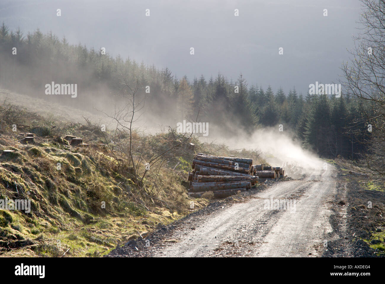 Woodland timber hi-res stock photography and images - Alamy