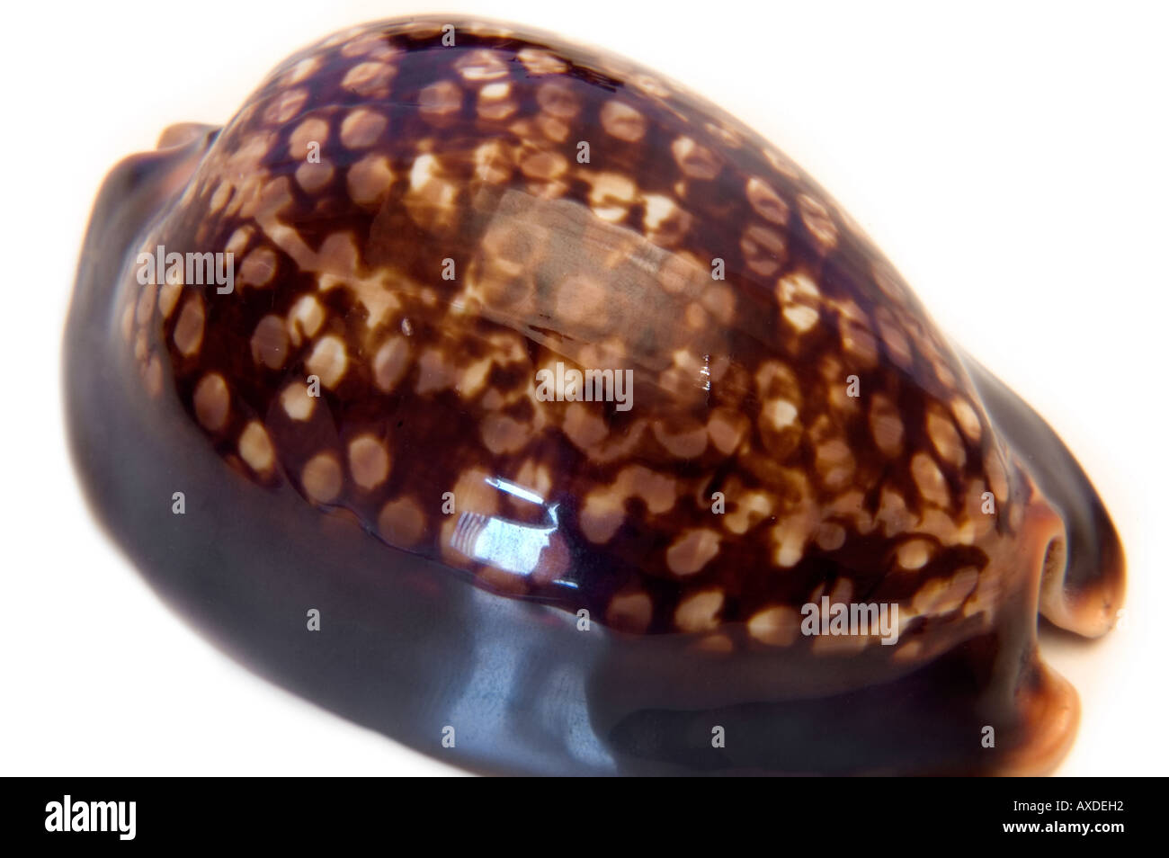 shell white background Stock Photo - Alamy