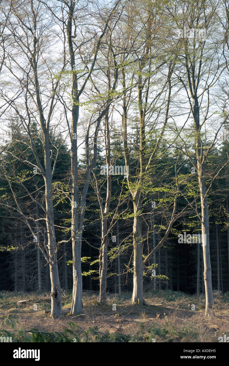 Tree five hi-res stock photography and images - Alamy