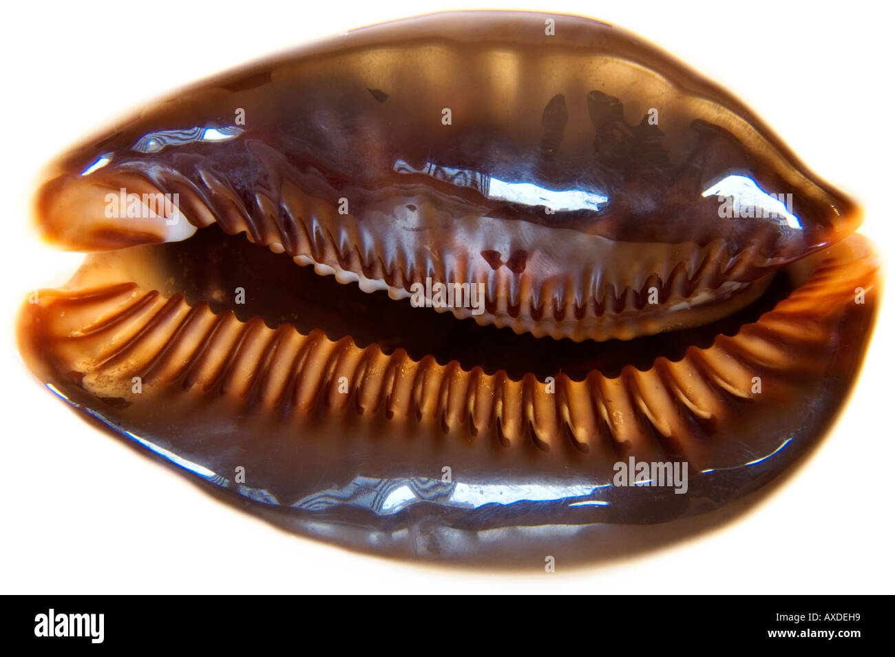 shell white background Stock Photo - Alamy