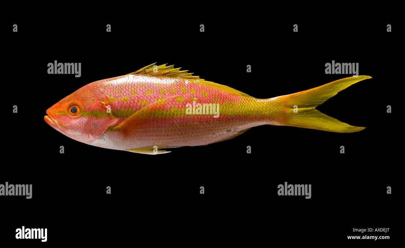 One colored fish hi-res stock photography and images - Alamy