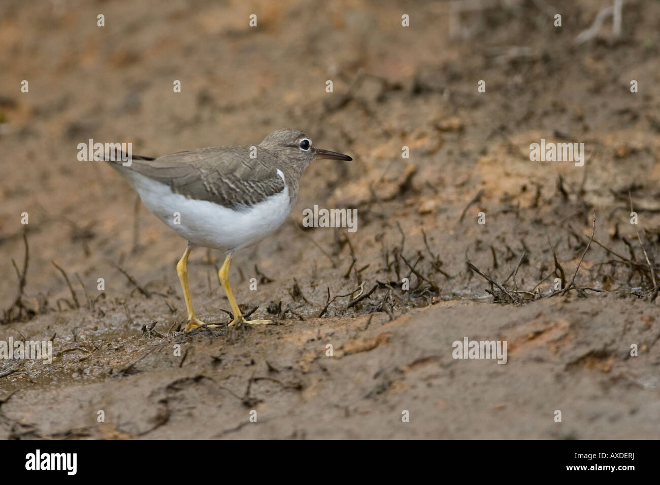 Spotted Sandpiper Actitis macularia Stock Photo - Alamy