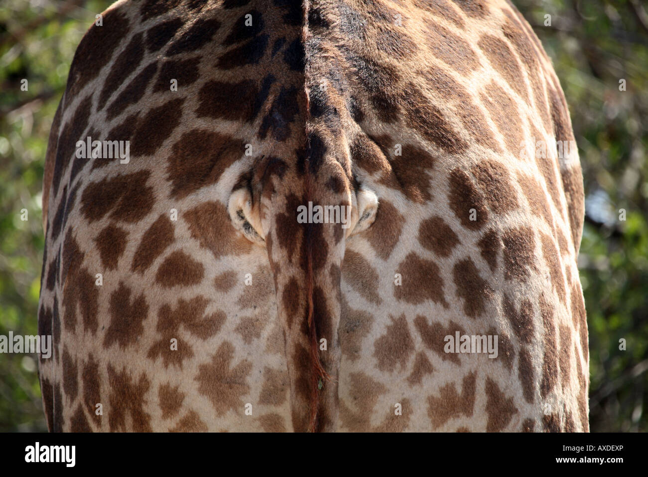 Giraffe tail hi-res stock photography and images - Alamy