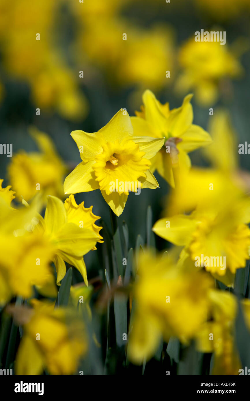 Spring daffodils backlight hi-res stock photography and images - Alamy