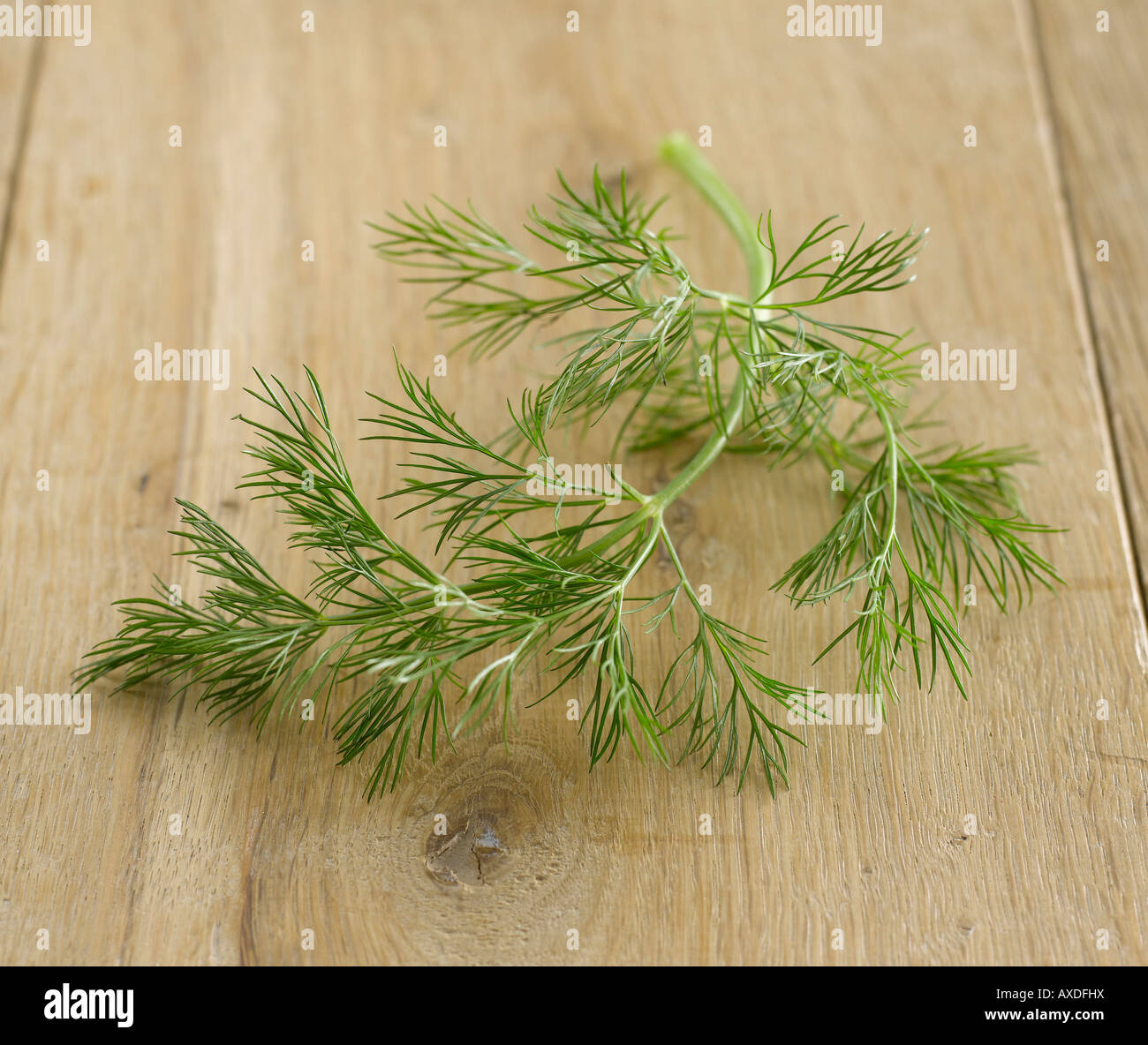 Dill, (Anethum graveolens), close-up Stock Photo - Alamy