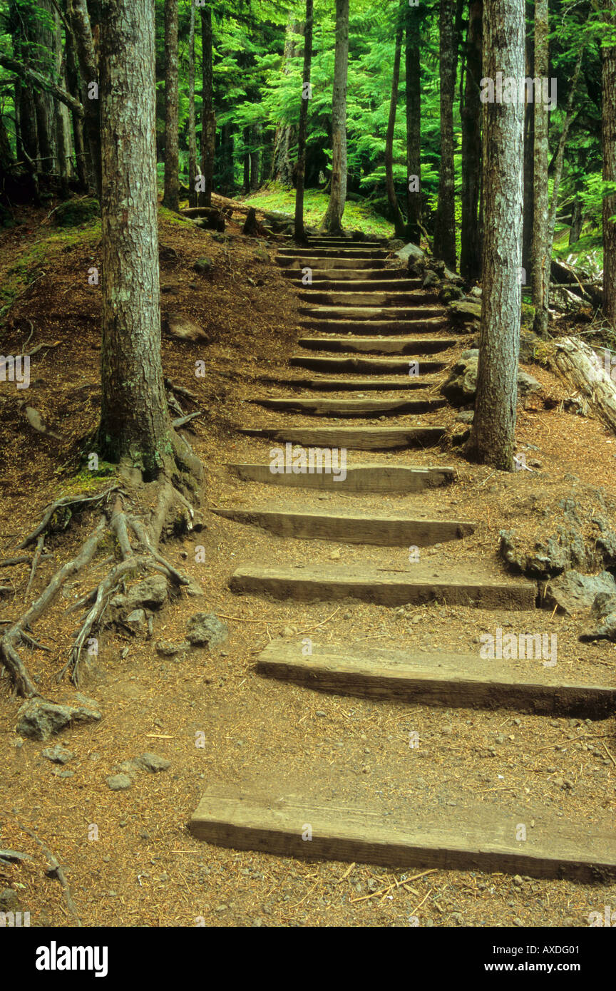 A trail wanders through the Willamette National Forest Cascade Mountain ...