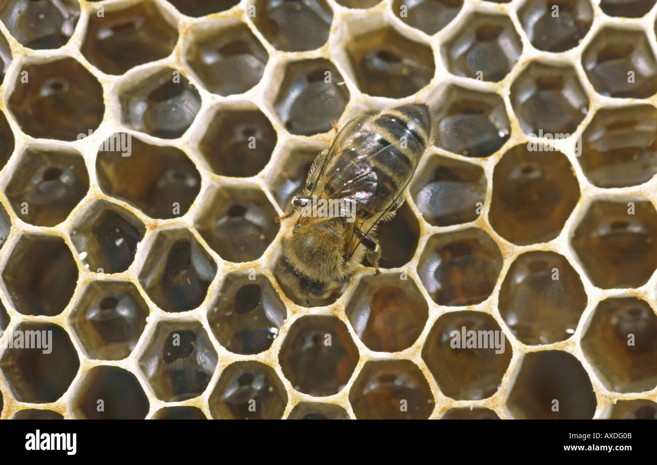 Communal cell hi-res stock photography and images - Alamy