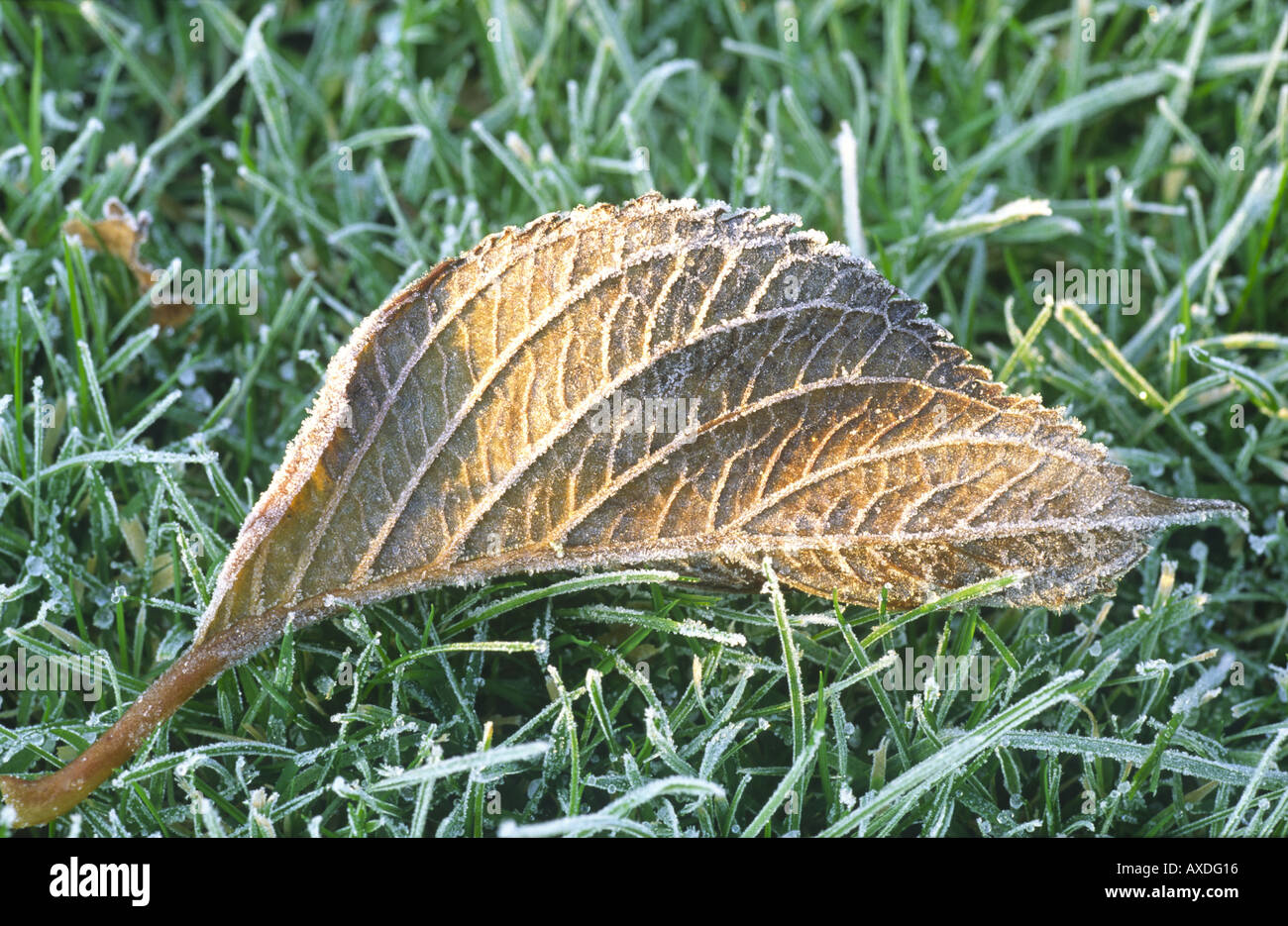 Frosted Hazel Leaf on Grass Stock Photo - Alamy