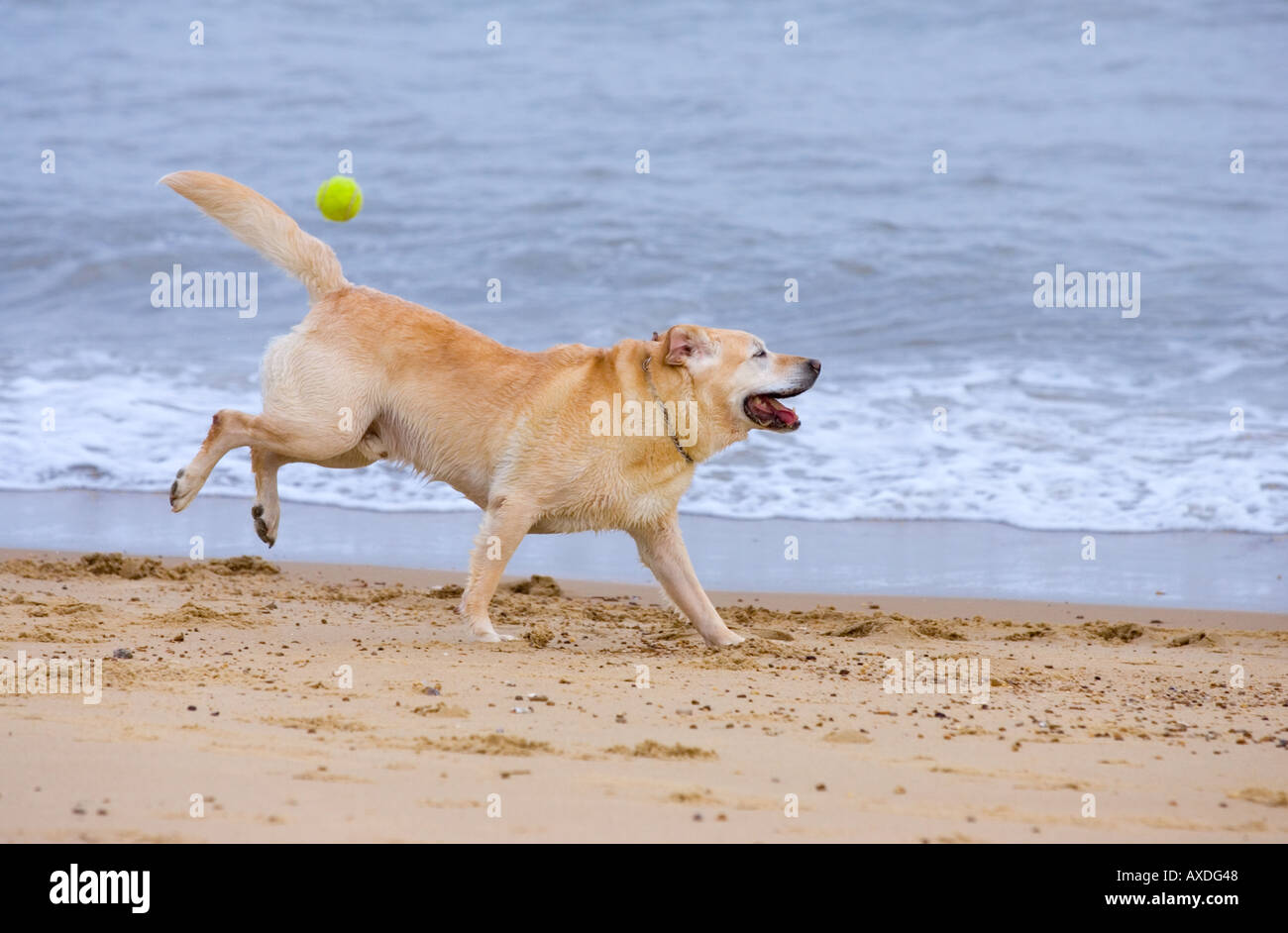 Lively excited find catch hi-res stock photography and images - Alamy