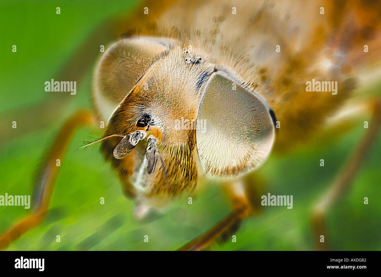 Compound eyes hi-res stock photography and images - Alamy