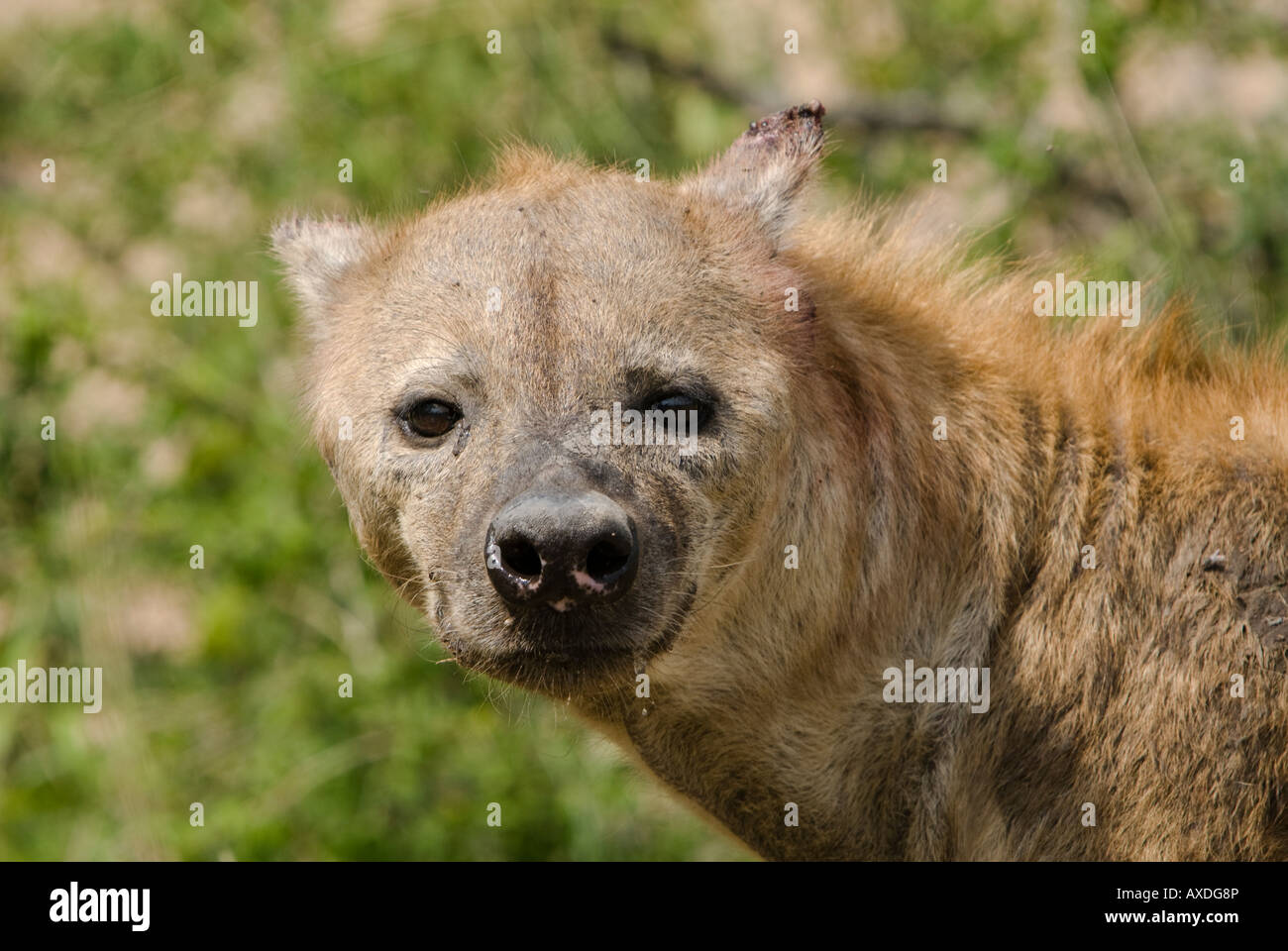 A spotted hyena hi-res stock photography and images - Alamy