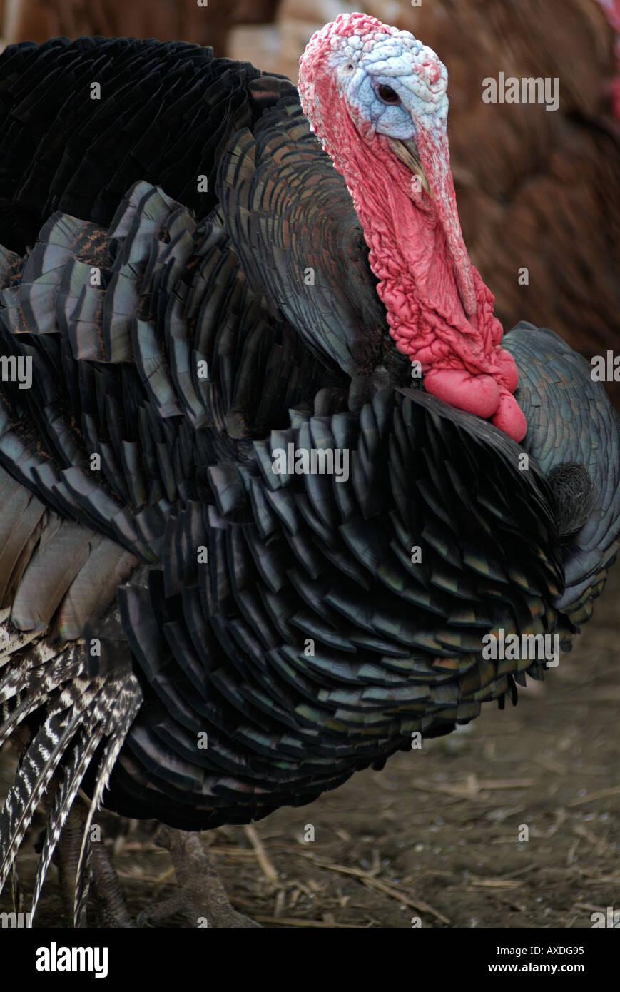 Turkey hi-res stock photography and images - Alamy