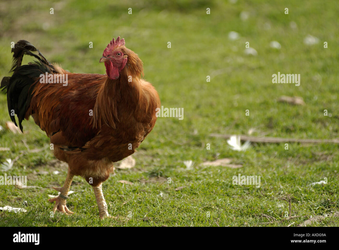 Chicken he hi-res stock photography and images - Alamy