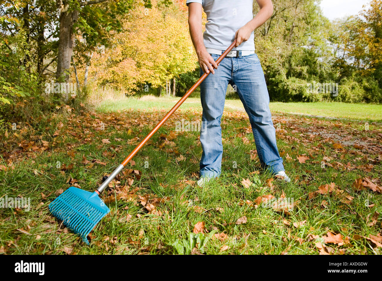 Man raking autumn leaves Stock Photo - Alamy