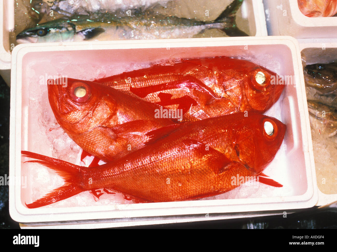 Three red snapper Tsukiji Fish Market Tokyo Japan Stock Photo - Alamy