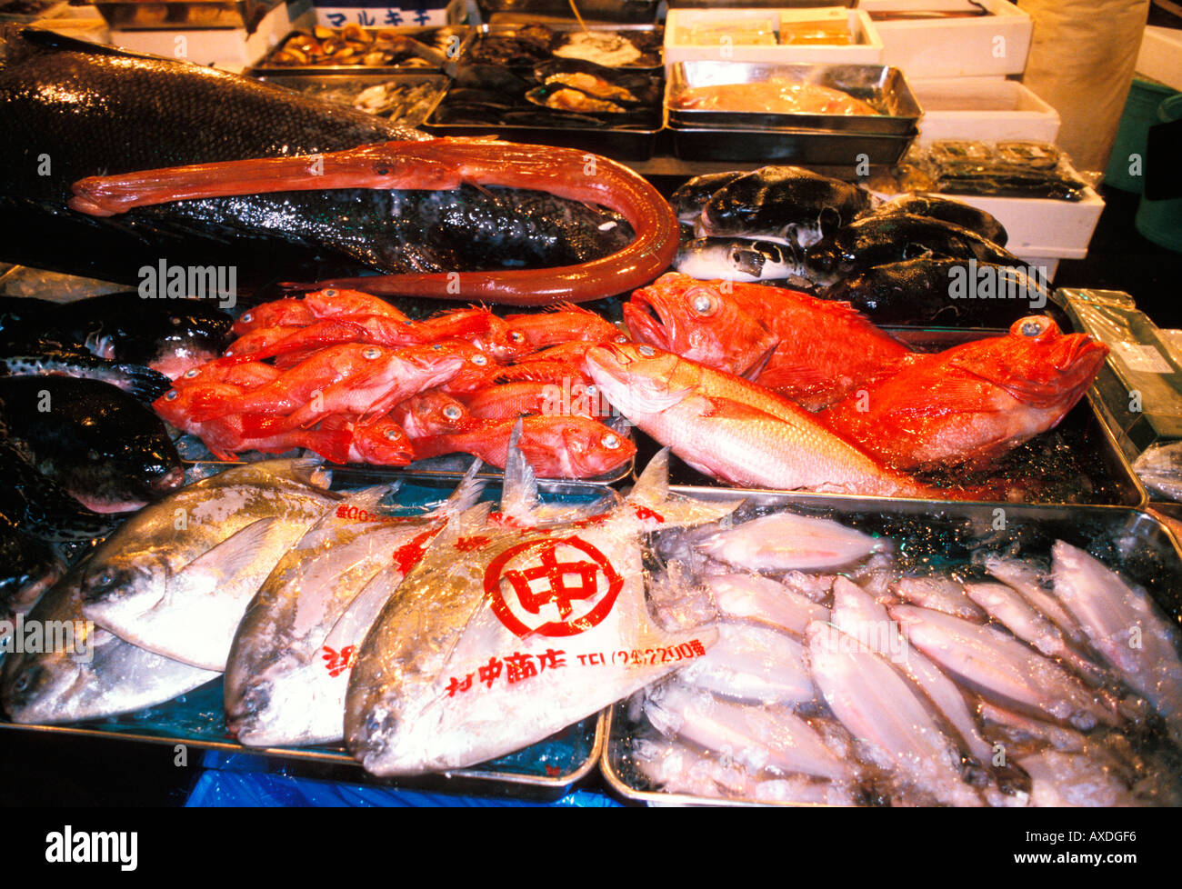 Strange fish hi-res stock photography and images - Alamy
