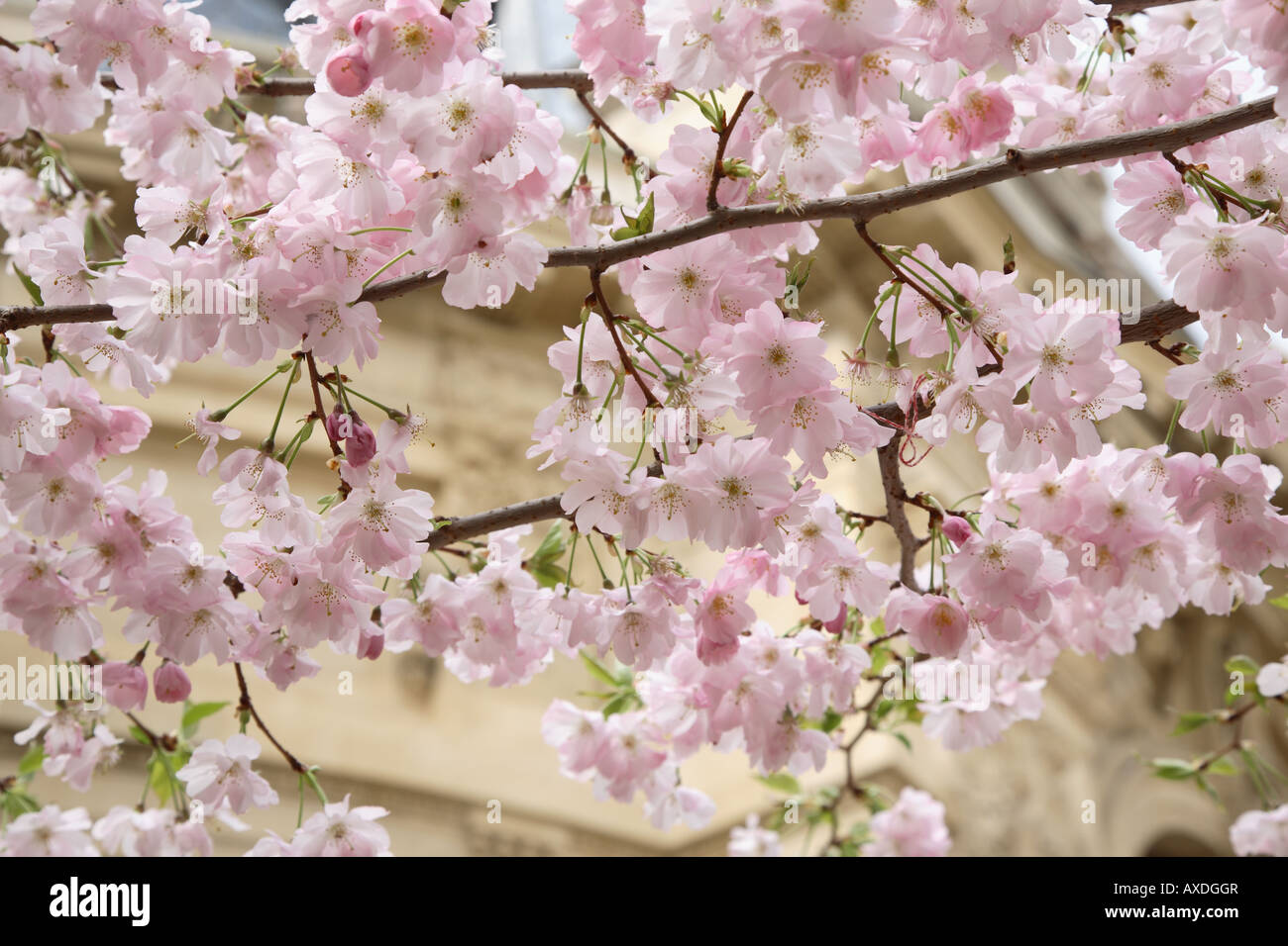 Leave blossom hi-res stock photography and images - Alamy