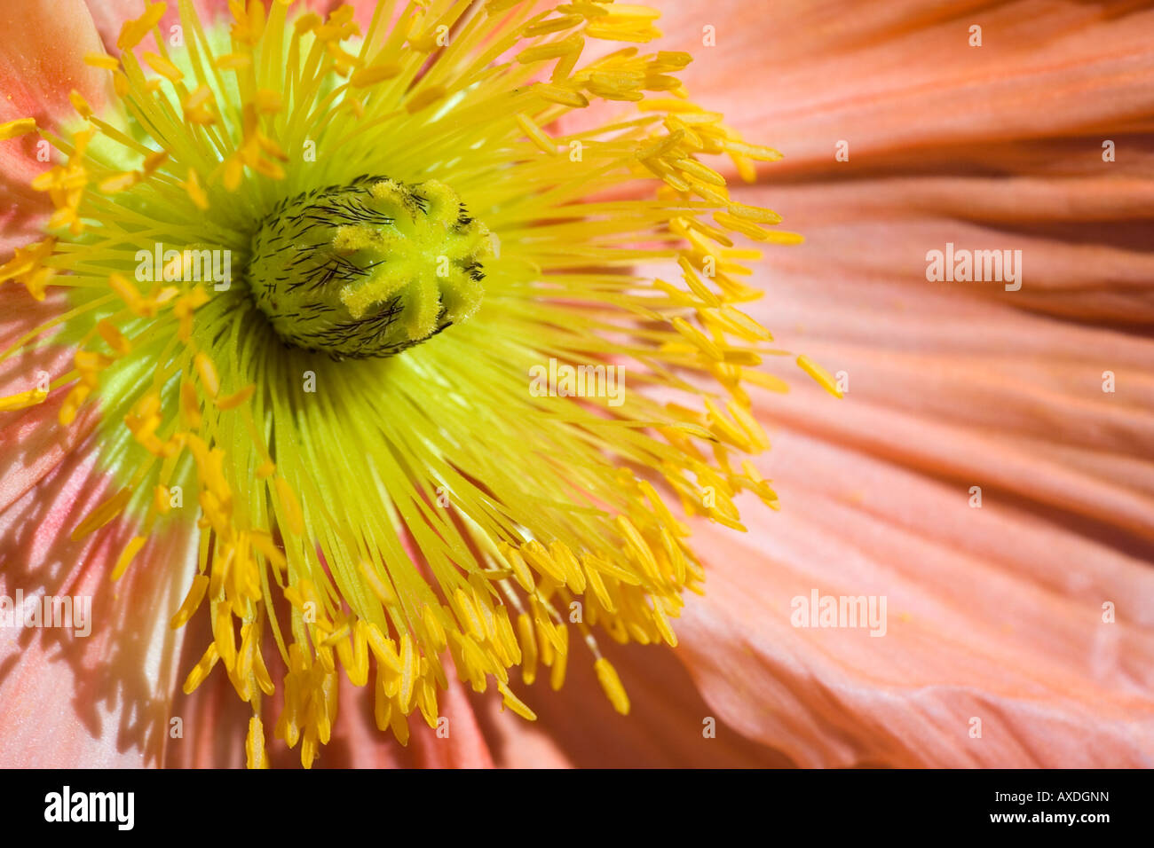 Poppy Center Closeup Stock Photo - Alamy