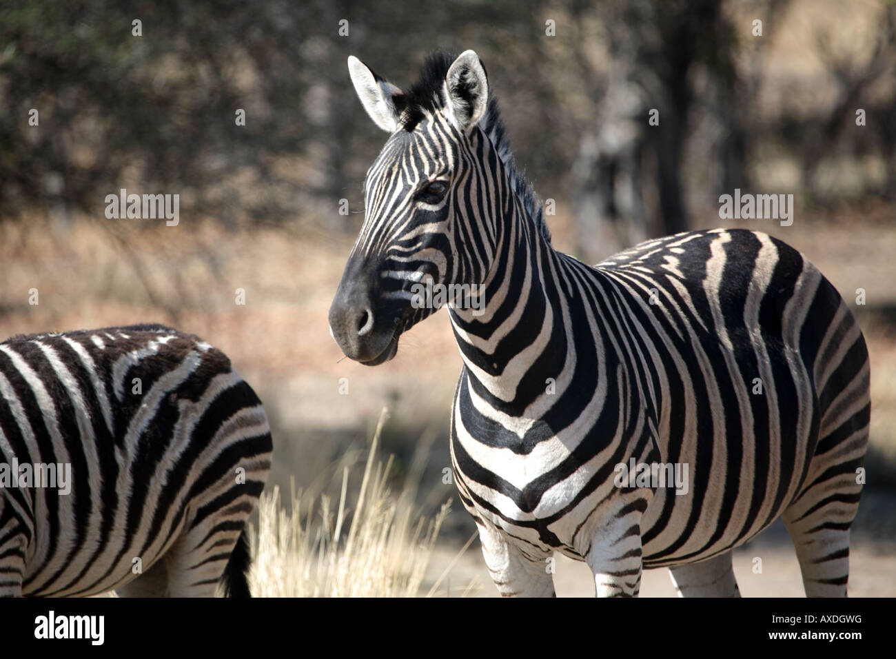 Zebra looking towards camera hi-res stock photography and images - Alamy