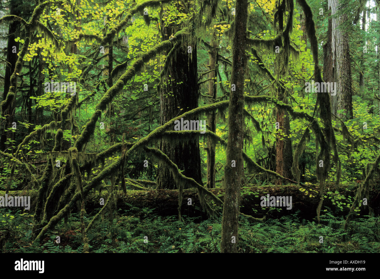 Old growth forest along the banks of the Clackamas River in Mount Hood ...