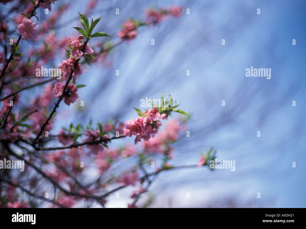 Ume in bloom hi-res stock photography and images - Alamy
