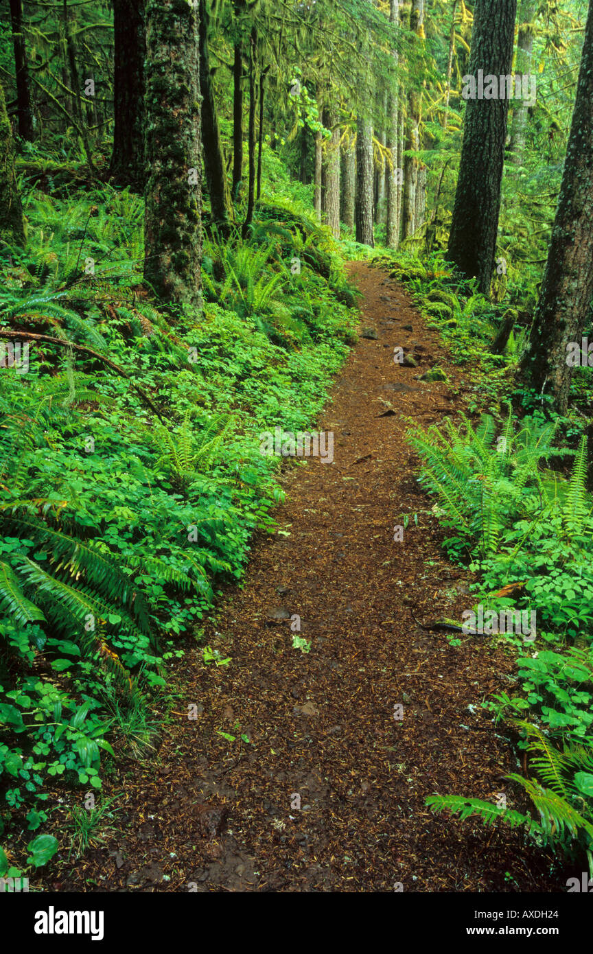 Trail through old growth forest along the Salmon River in Mount Hood ...