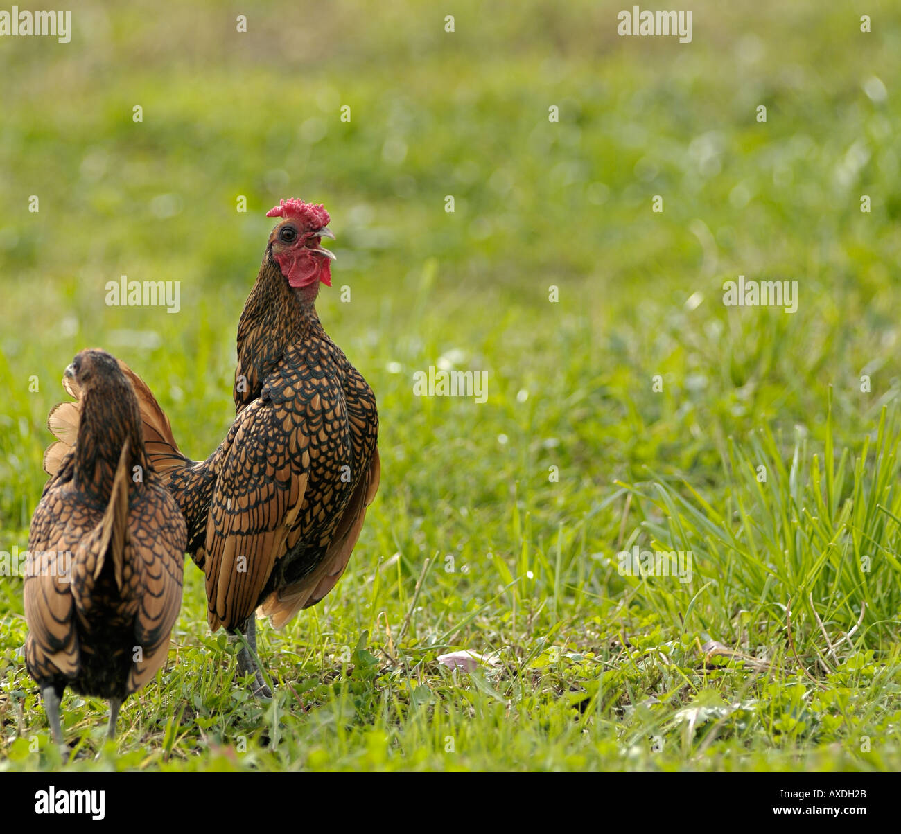 Golden Sebright Bantams Stock Photo - Alamy