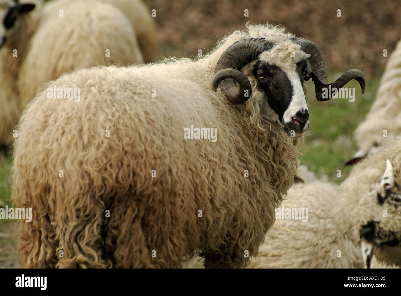 Curled horns hi-res stock photography and images - Alamy