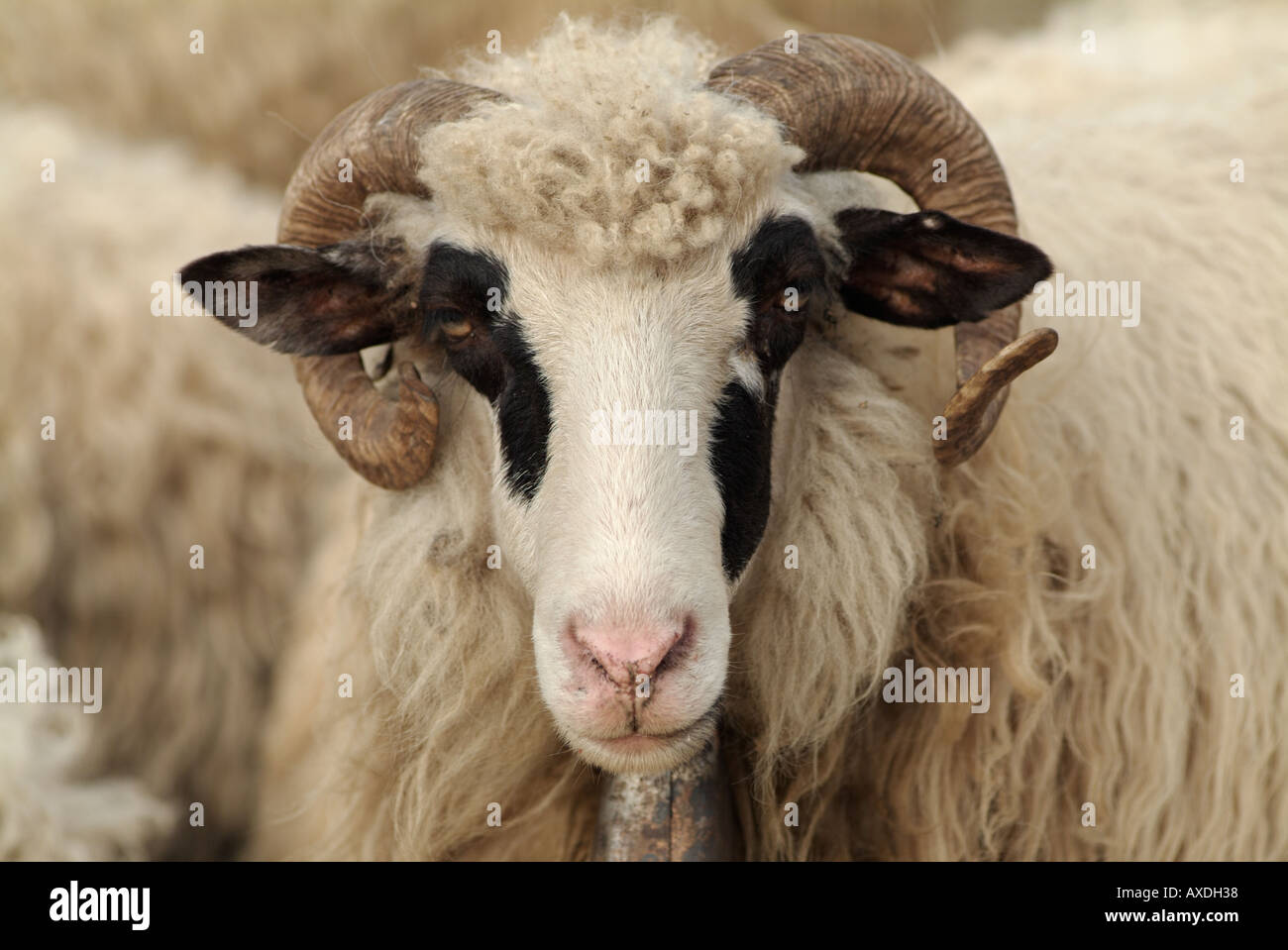 Curled horns hi-res stock photography and images - Alamy