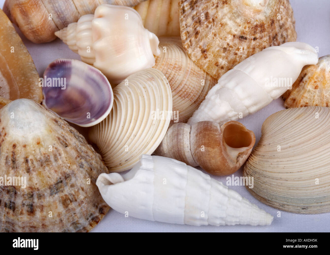 Collection of sea shells Stock Photo - Alamy