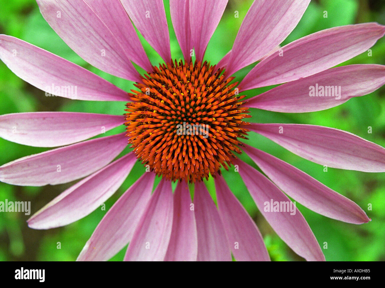 Echinacea Purpurea cone flower stimulates immune system heals wounds ...