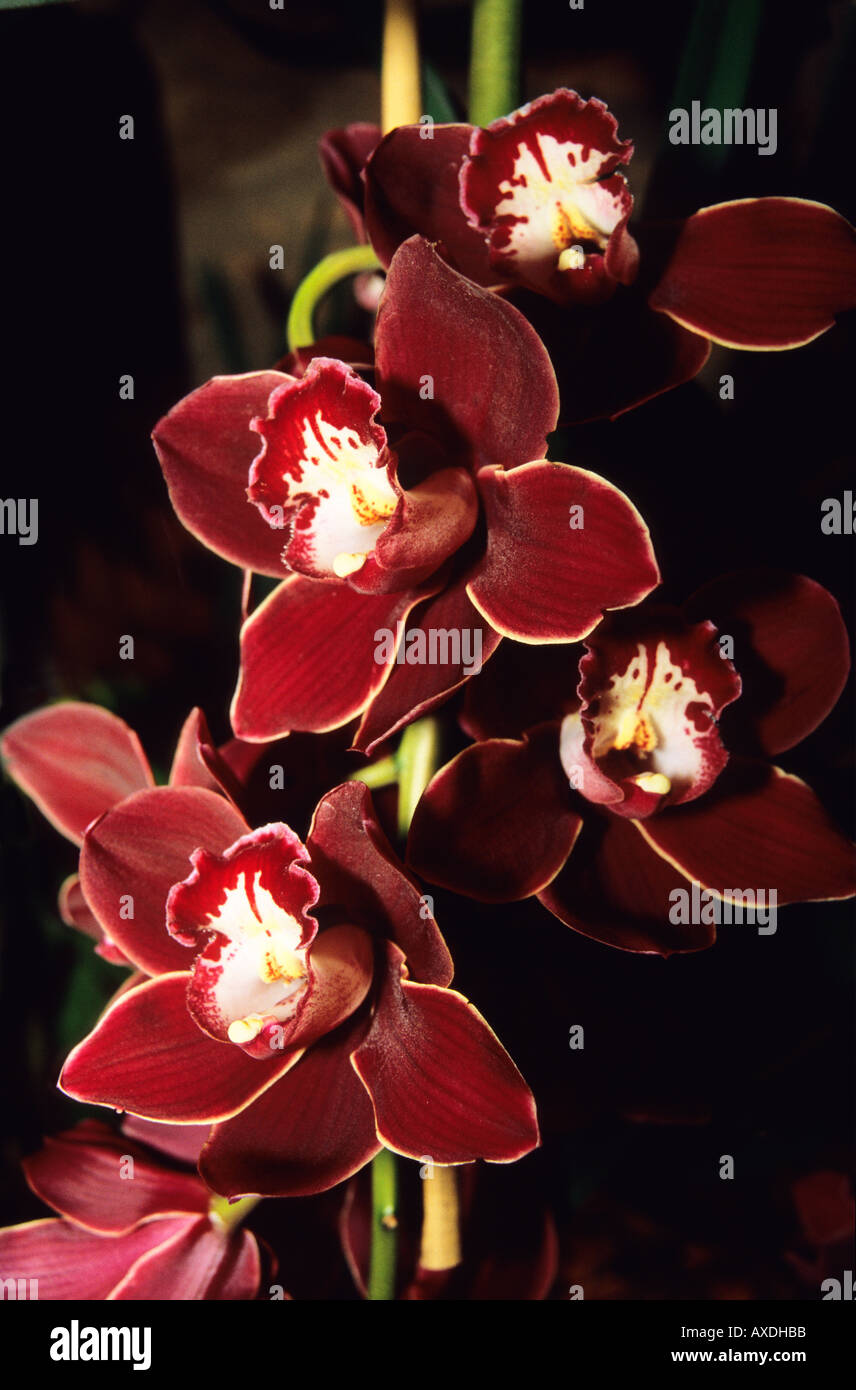 Black And Red Orchids