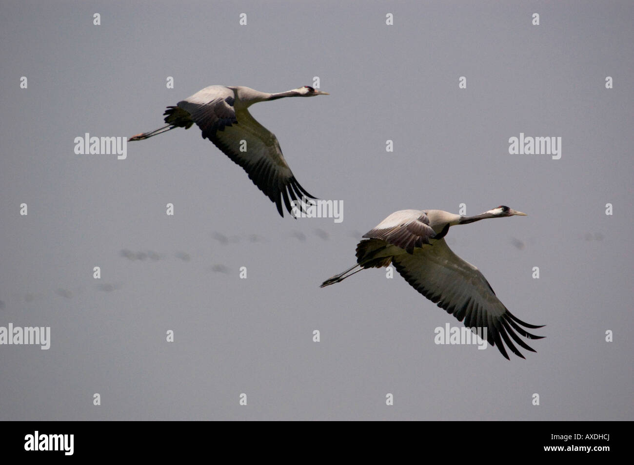 Two flying cranes hi-res stock photography and images - Alamy
